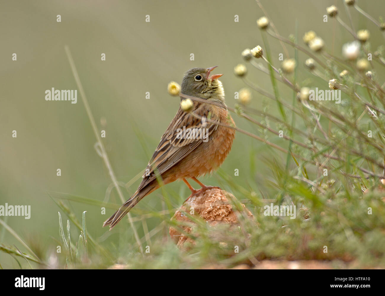 Ortolan buntings emberiza hortulana hi-res stock photography and images ...