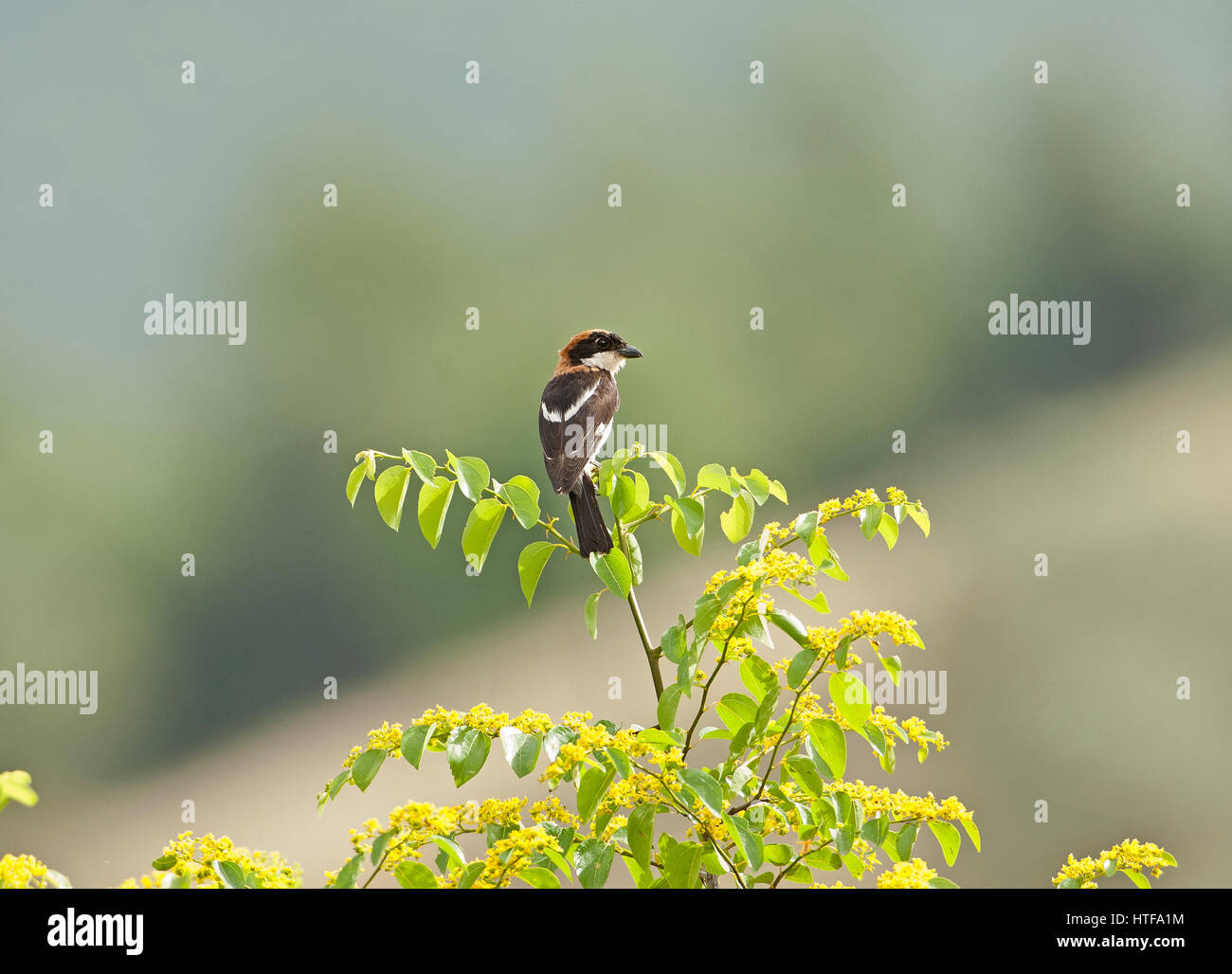 Masked Shrike Lanius senator also known as butcher bird perched Stock ...