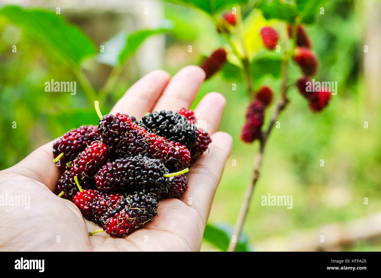 Mulberry bramble hi-res stock photography and images - Alamy