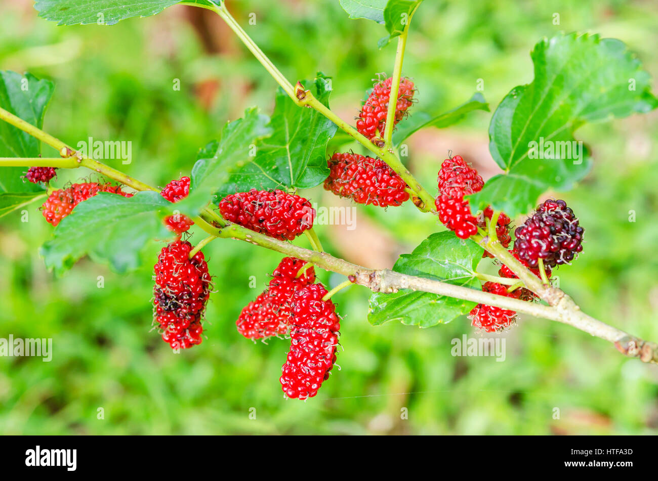 Mulberry bramble hi-res stock photography and images - Alamy