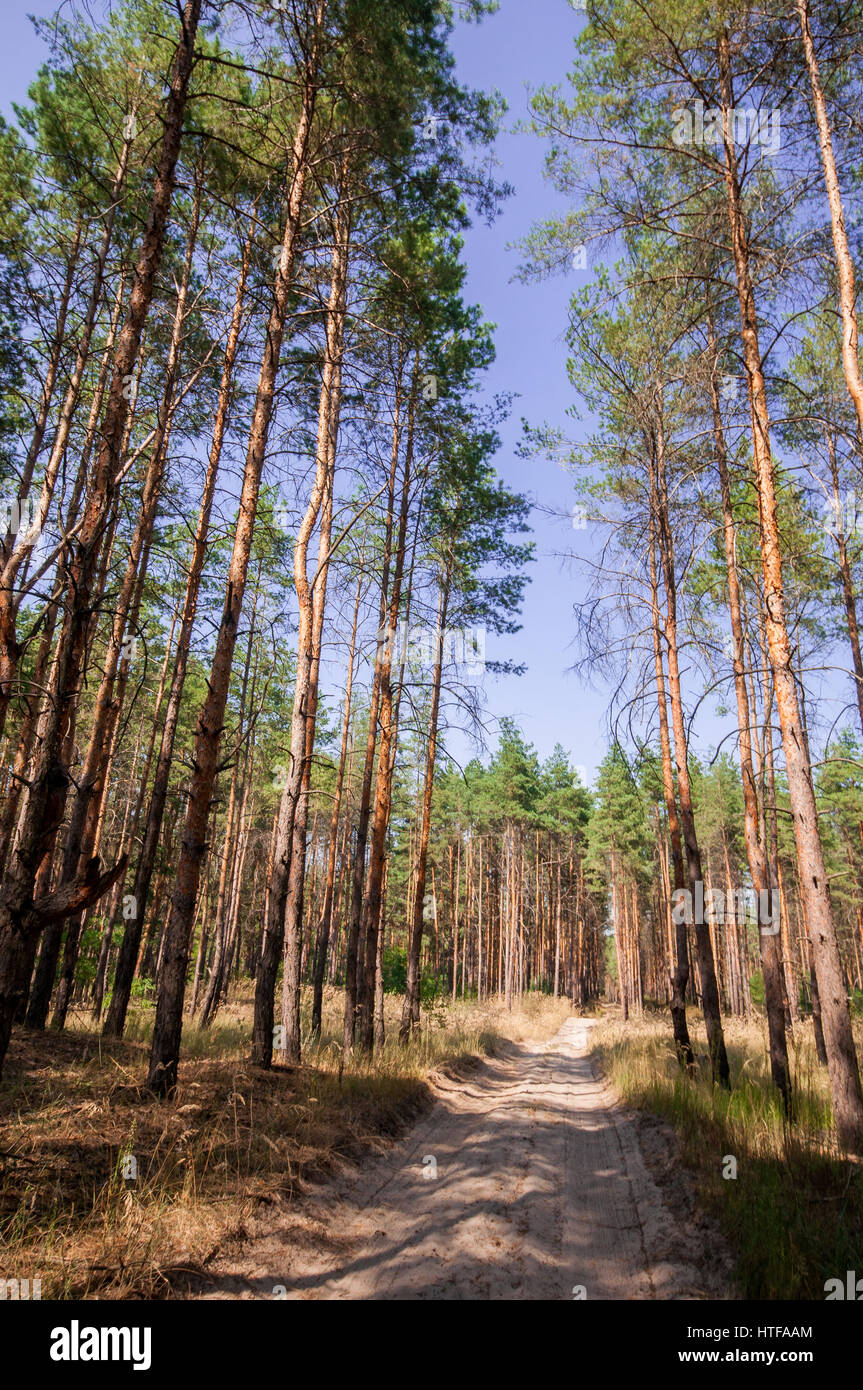 Wild angle view at the pine trees in forest Stock Photo - Alamy