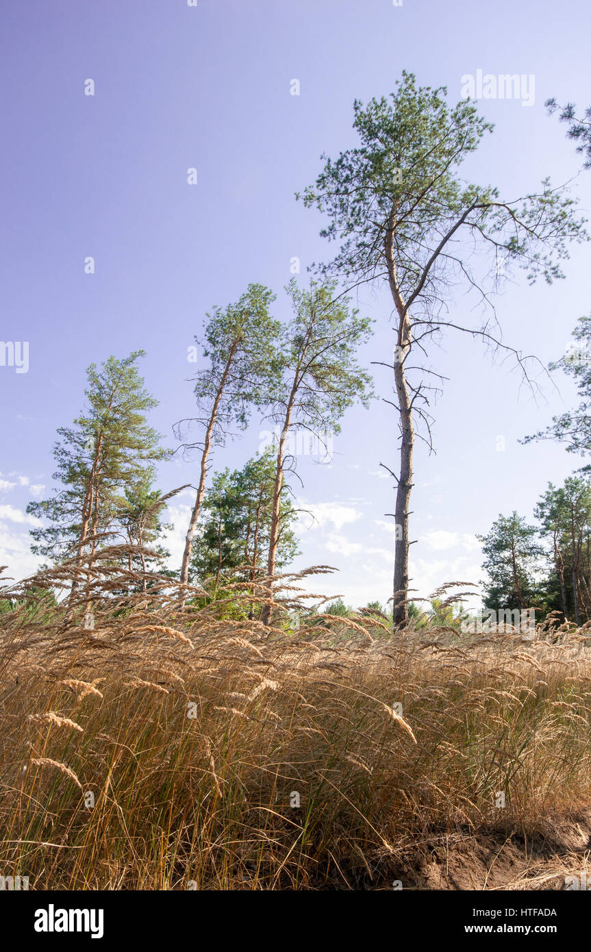 Wild angle view at the pine trees in forest Stock Photo - Alamy