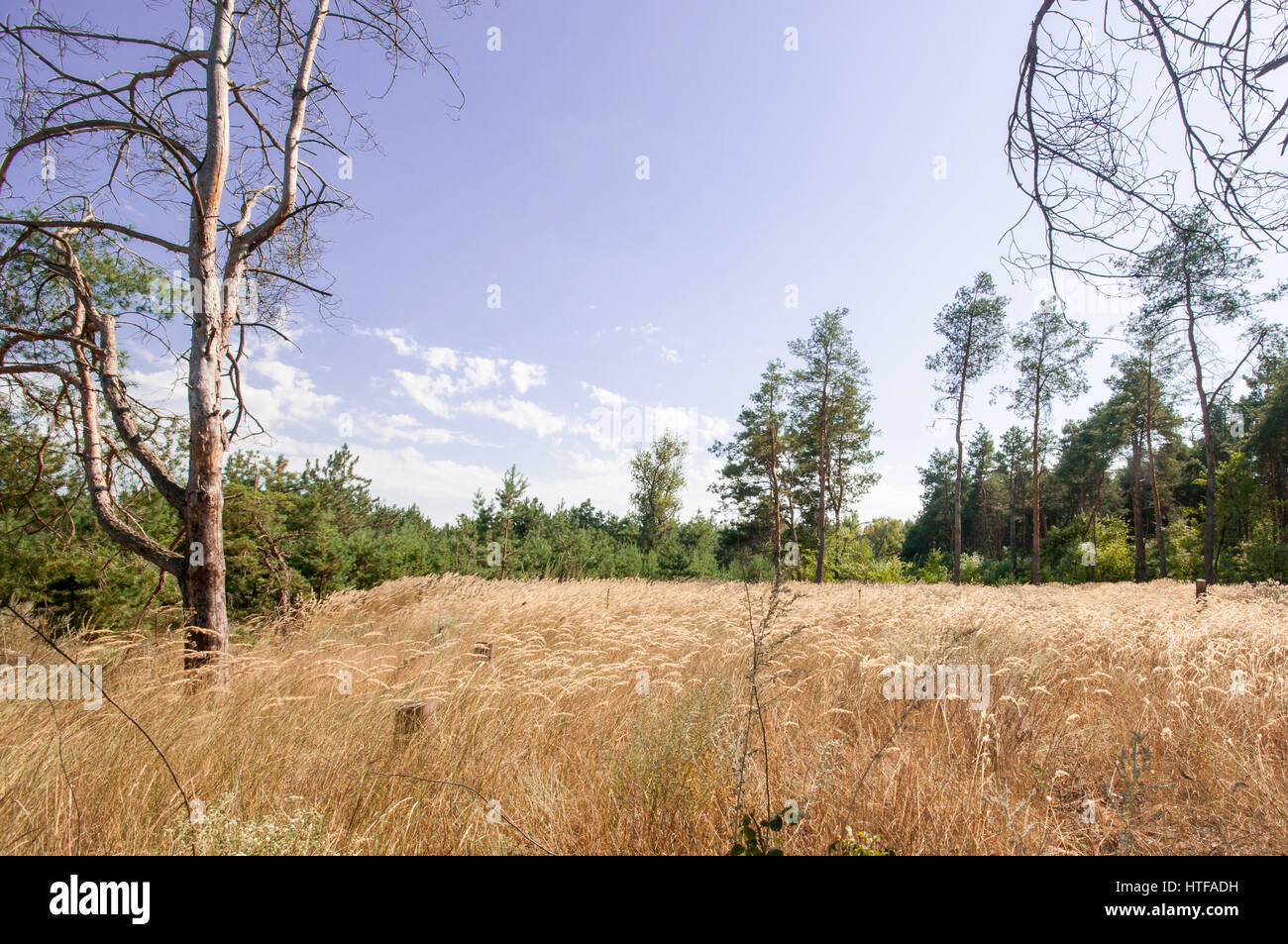 Wild angle view at the pine trees in forest Stock Photo - Alamy