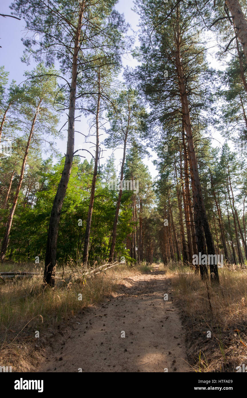Wild angle view at the pine trees in forest Stock Photo - Alamy
