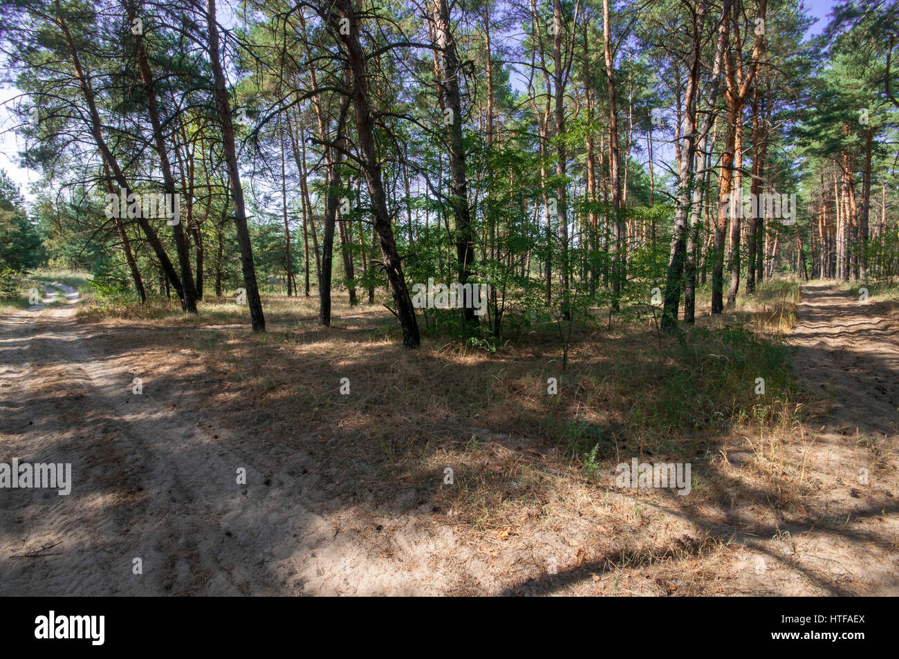 Wild angle view at the pine trees in forest Stock Photo - Alamy