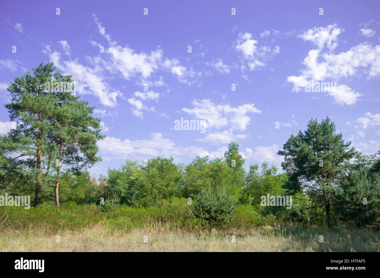 Wild angle view at the pine trees in forest Stock Photo - Alamy