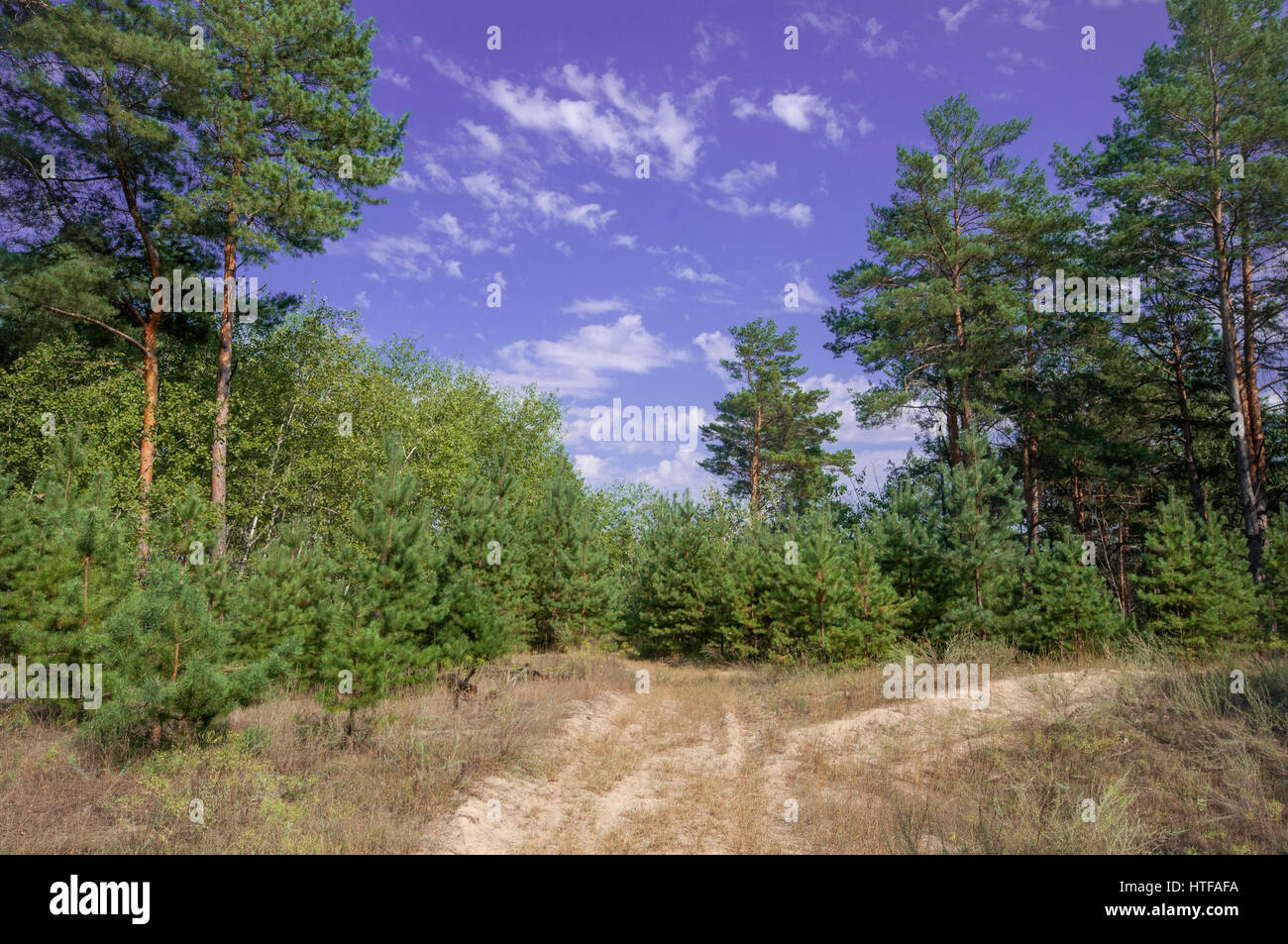 Wild angle view at the pine trees in forest Stock Photo - Alamy