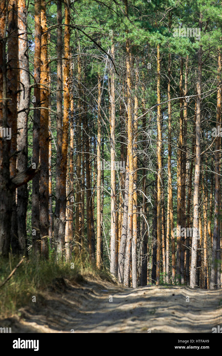 Wild angle view at the pine trees in forest Stock Photo - Alamy