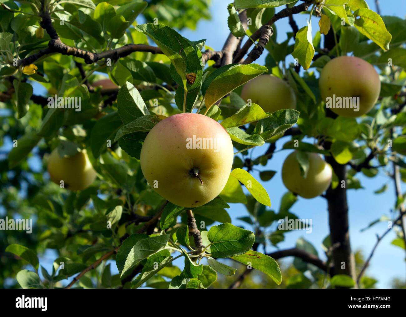 An apples growing on tree in the garden Stock Photo - Alamy