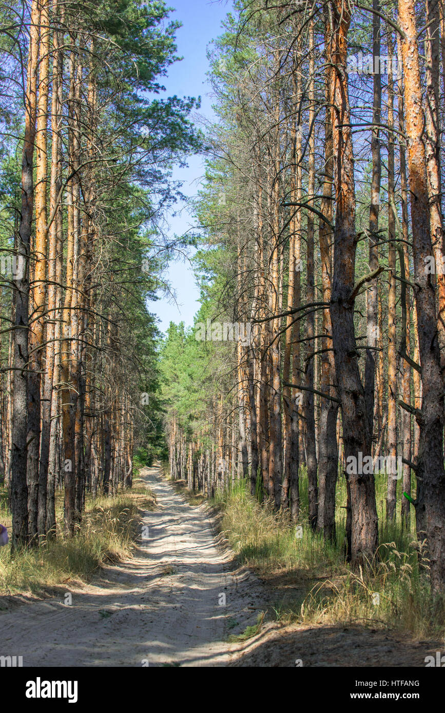 Wild angle view at the pine trees in forest Stock Photo - Alamy