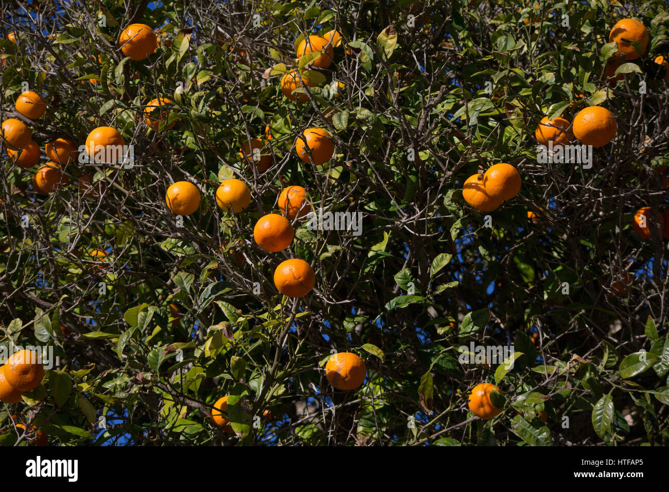 orange tree plant in malta Stock Photo - Alamy