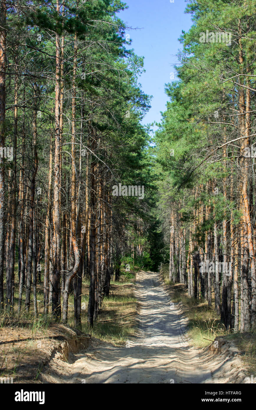 Wild angle view at the pine trees in forest Stock Photo - Alamy