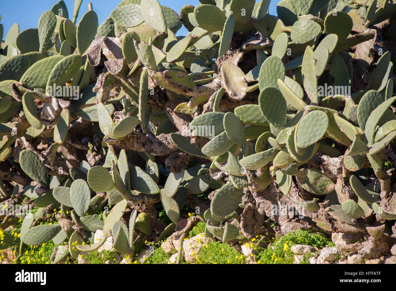 Green cactus on isle of malta Stock Photo - Alamy