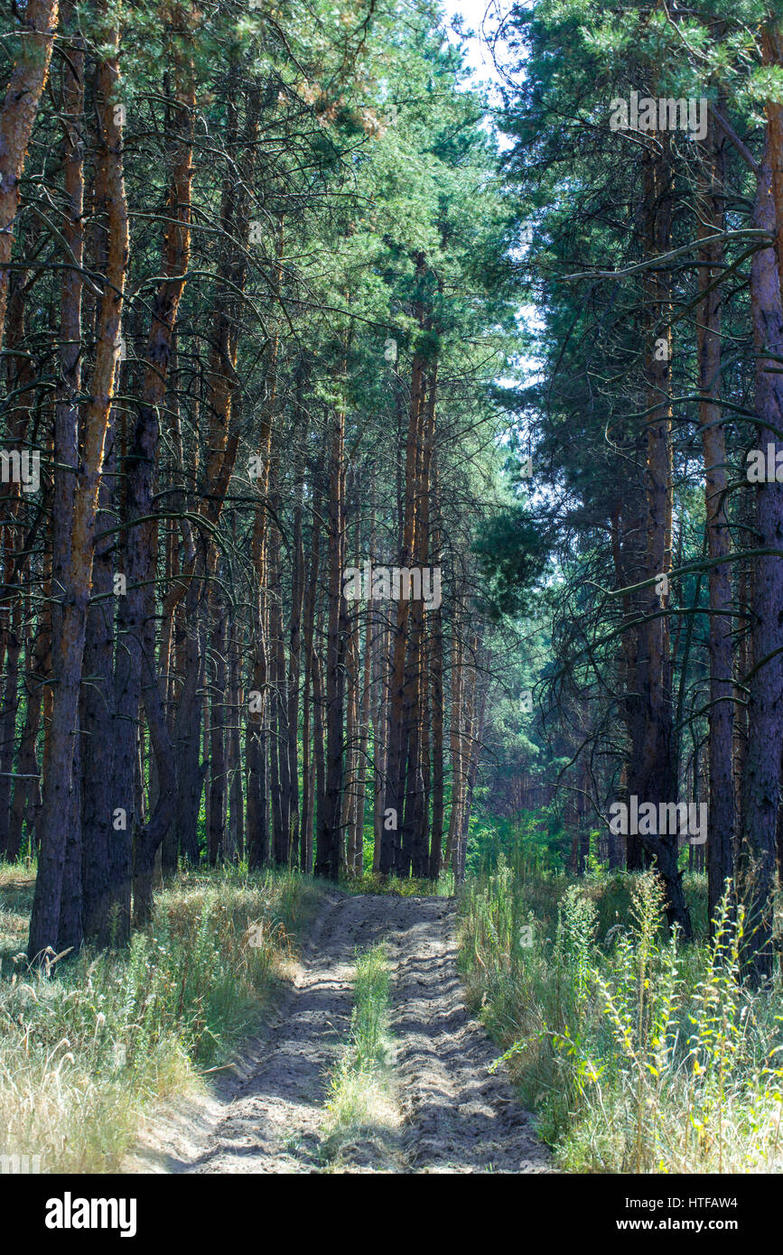 Wild angle view at the pine trees in forest Stock Photo - Alamy