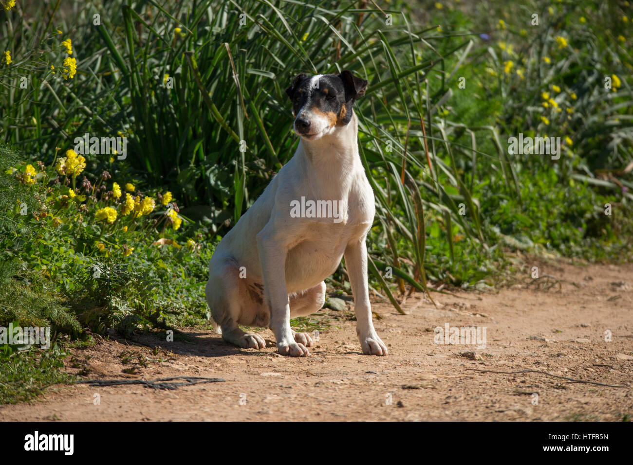 Beagle dog watching on a path Stock Photo - Alamy