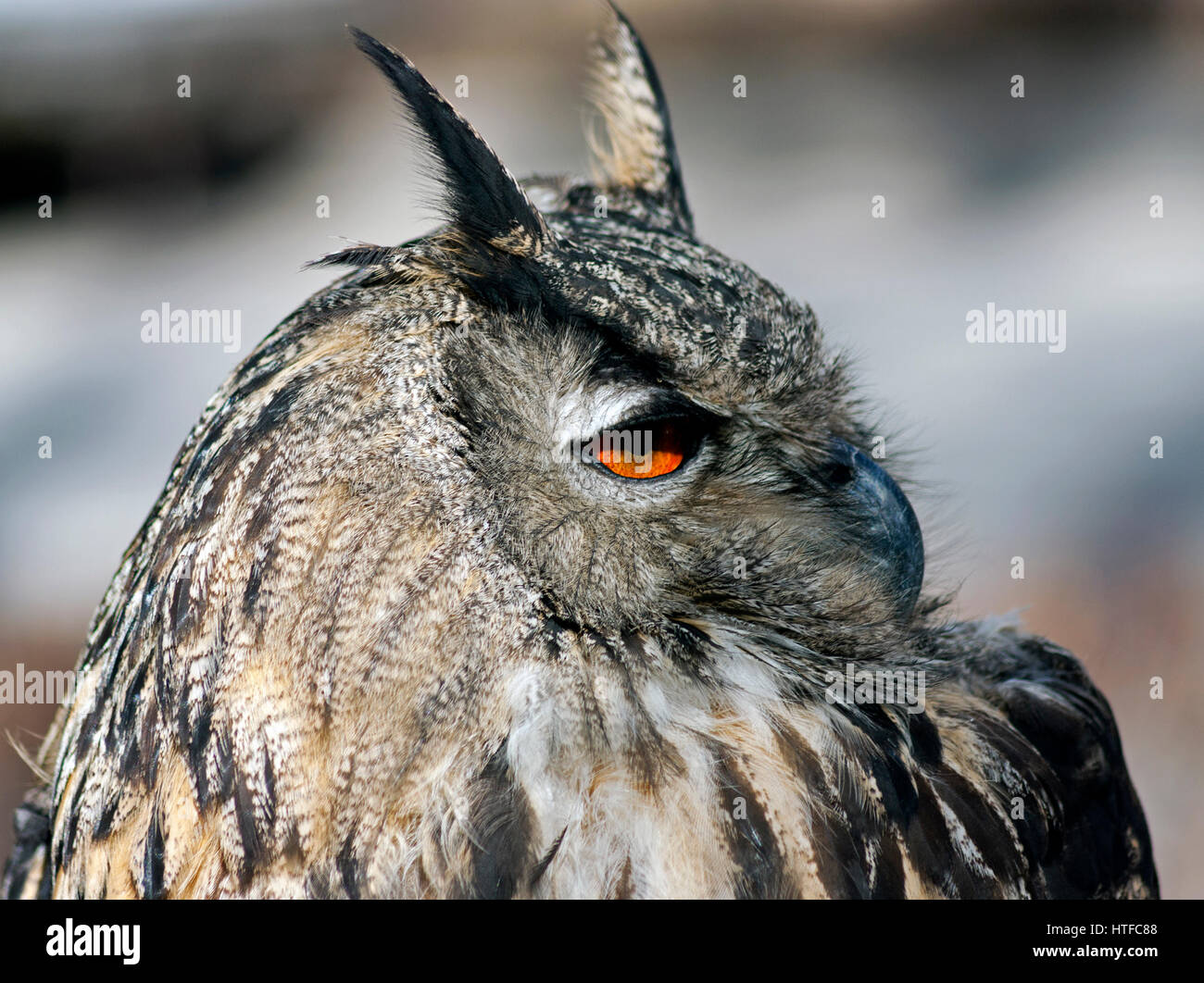 Portrait of eagle profile Stock Photo - Alamy
