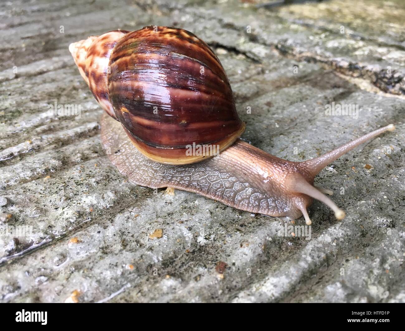 Snail sliding on concrete floor Stock Photo - Alamy