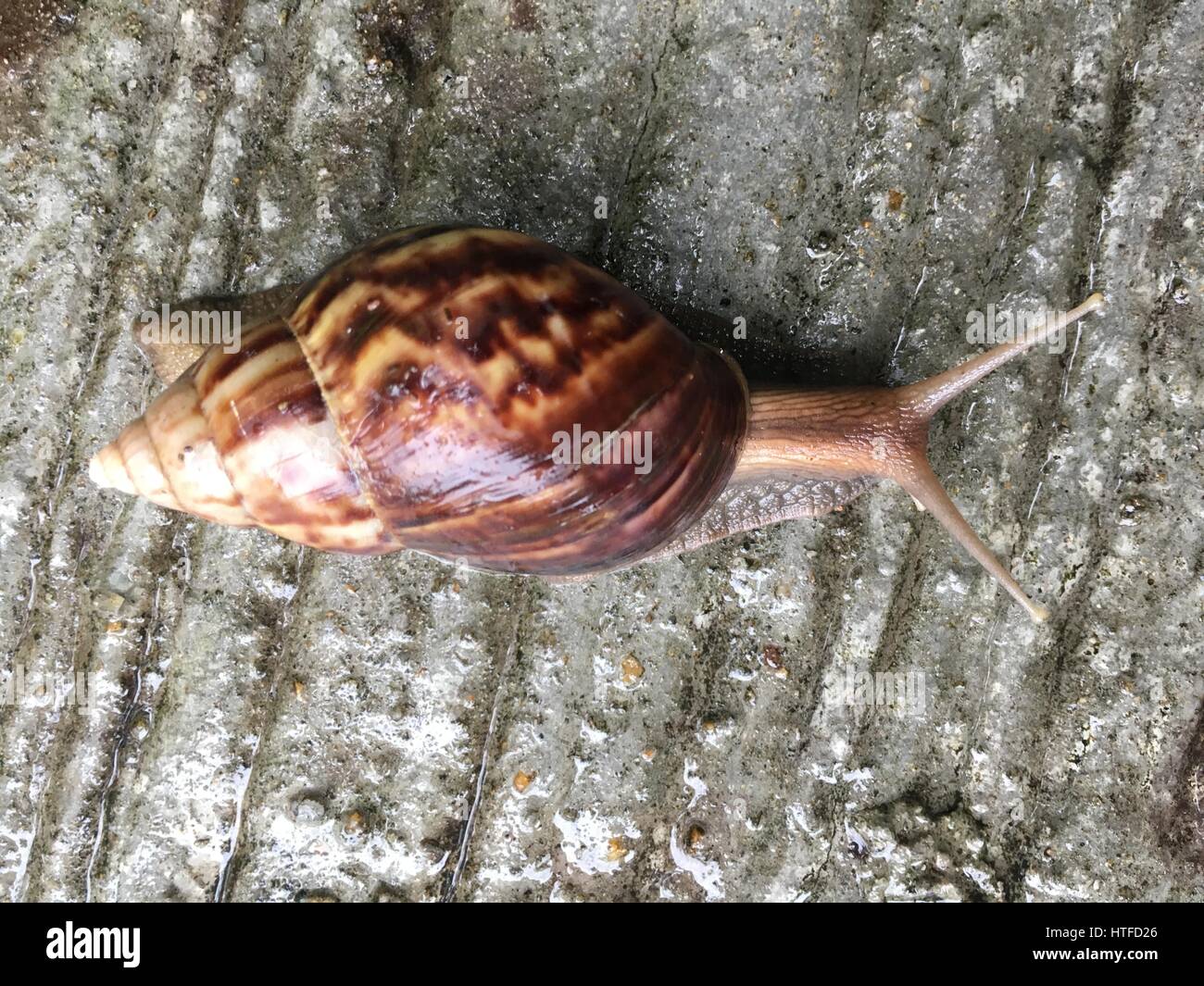 Snail sliding on concrete floor Stock Photo - Alamy