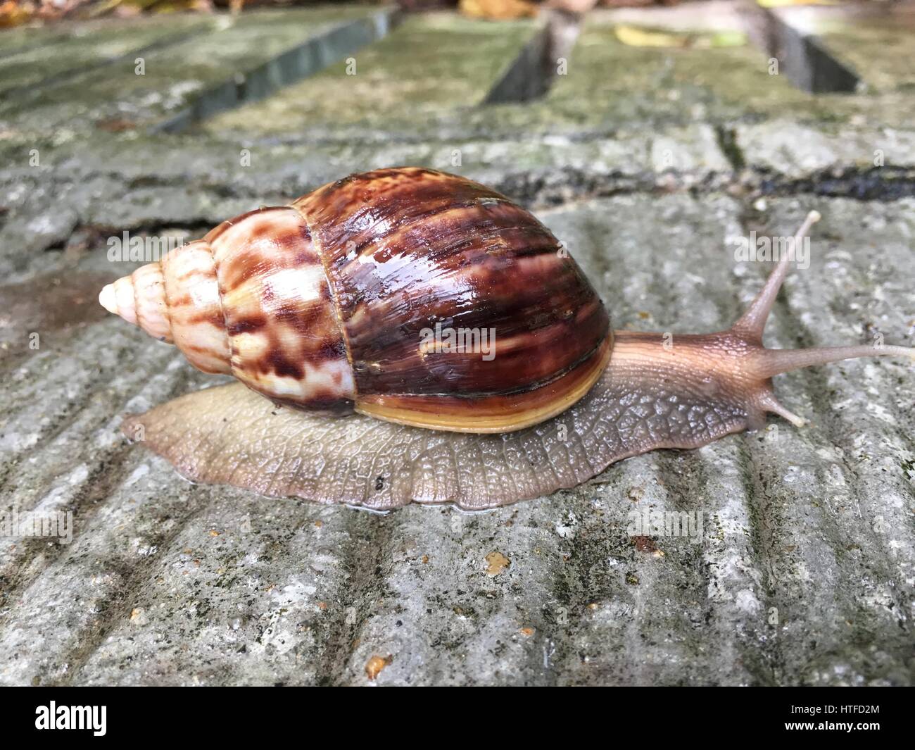 Pointed snail hi-res stock photography and images - Alamy