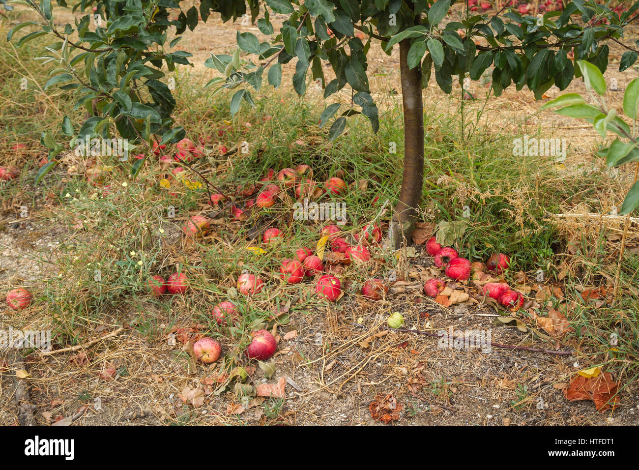 Apples orchard hi-res stock photography and images - Alamy
