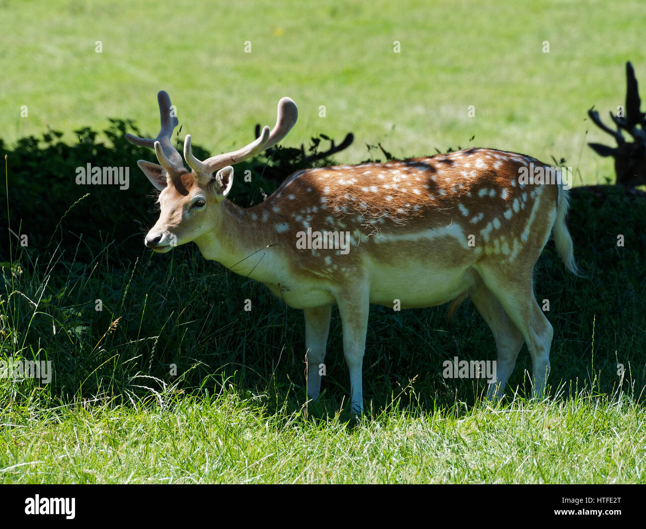 Alert young Red Deer standing in a field Stock Photo - Alamy