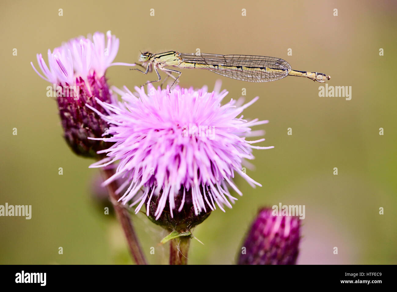 Folded Wings High Resolution Stock Photography and Images - Alamy
