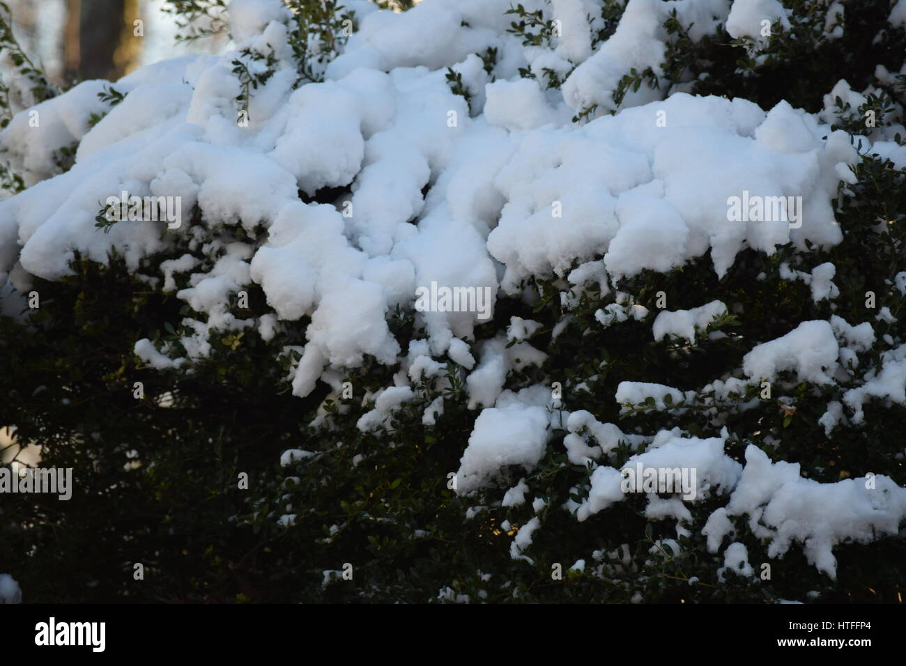 Snow Covered Bush Stock Photo - Alamy