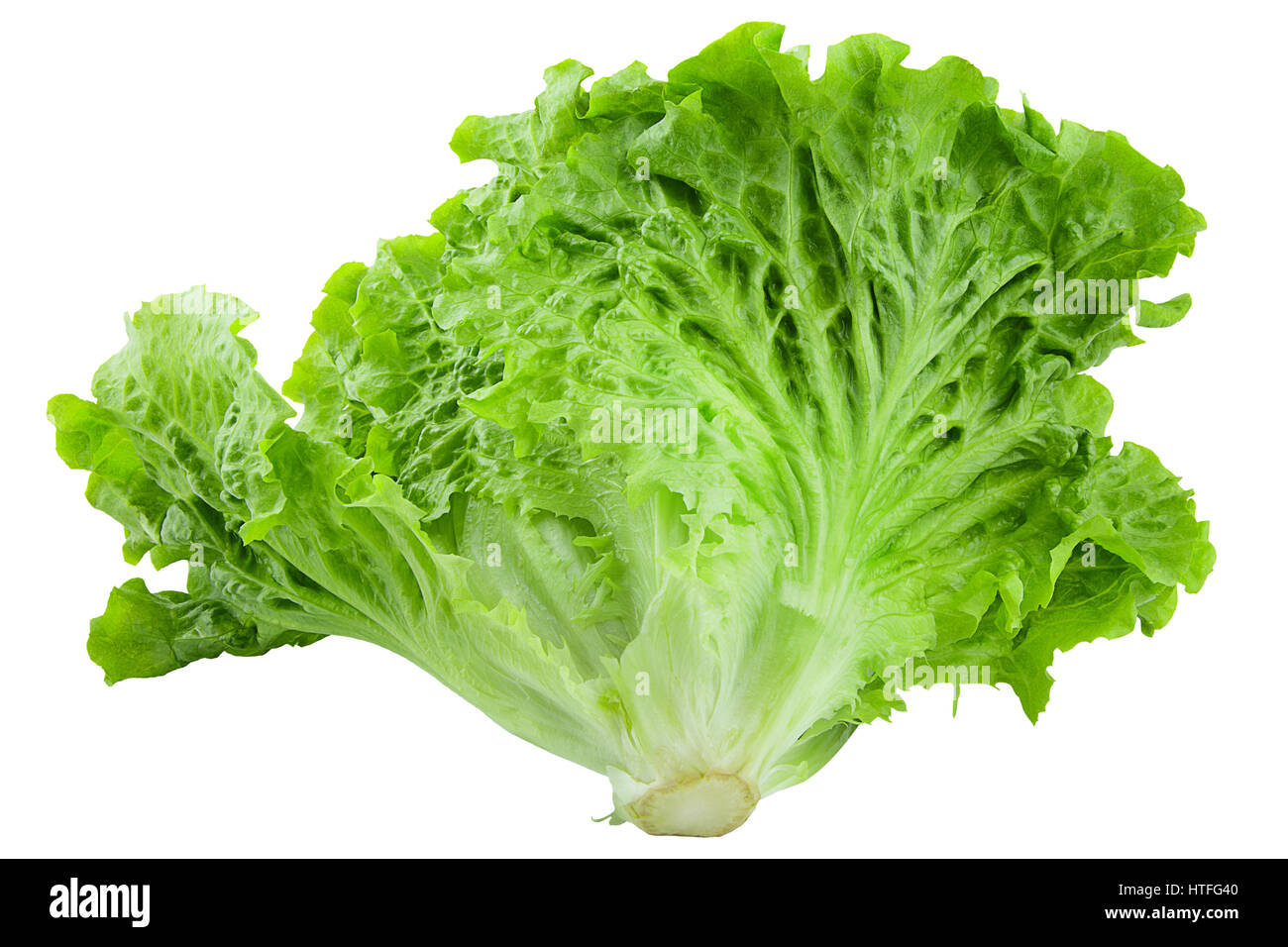 Lettuce on white background as package design element. Healthy eating ...