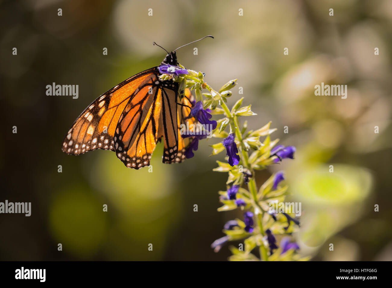 Monarch Butterfly Gathering Nectar from Purple Salvia with Selective ...