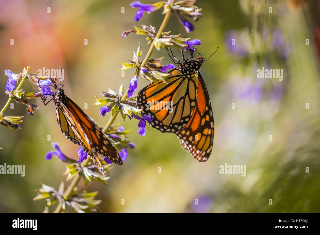 Pair of Monarch Butterflies Gathering Nectar from Purple Salvia Stock ...
