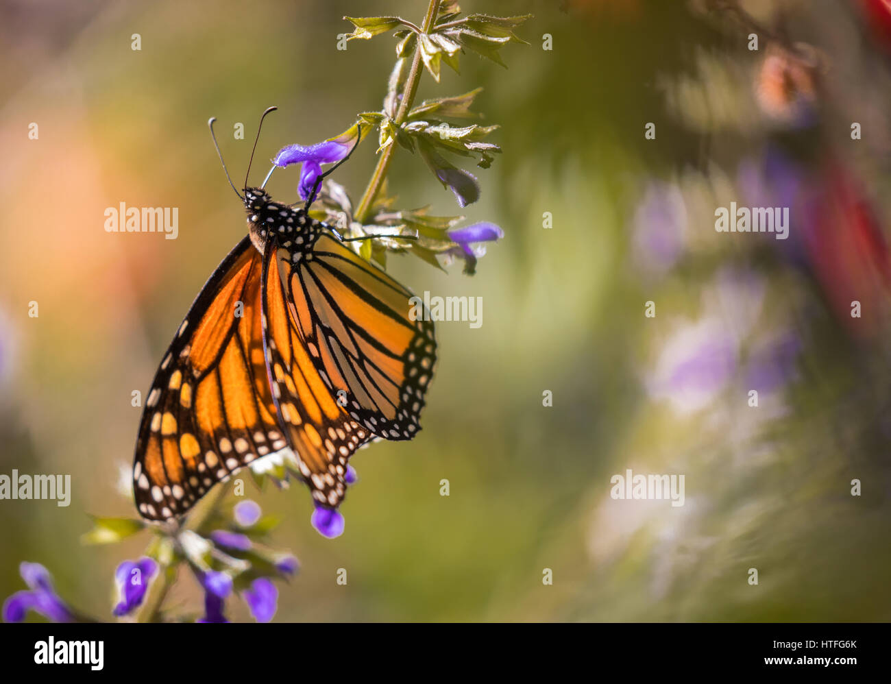 Monarch Butterfly Gathering Nectar from Purple Salvia with Selective ...