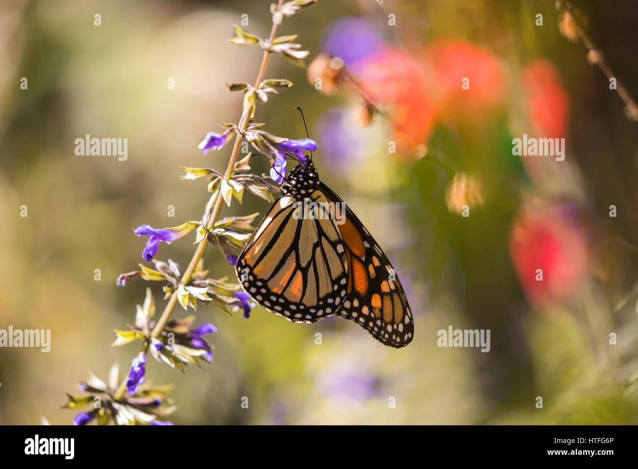 Overwintering monarch butterflies hi-res stock photography and images ...