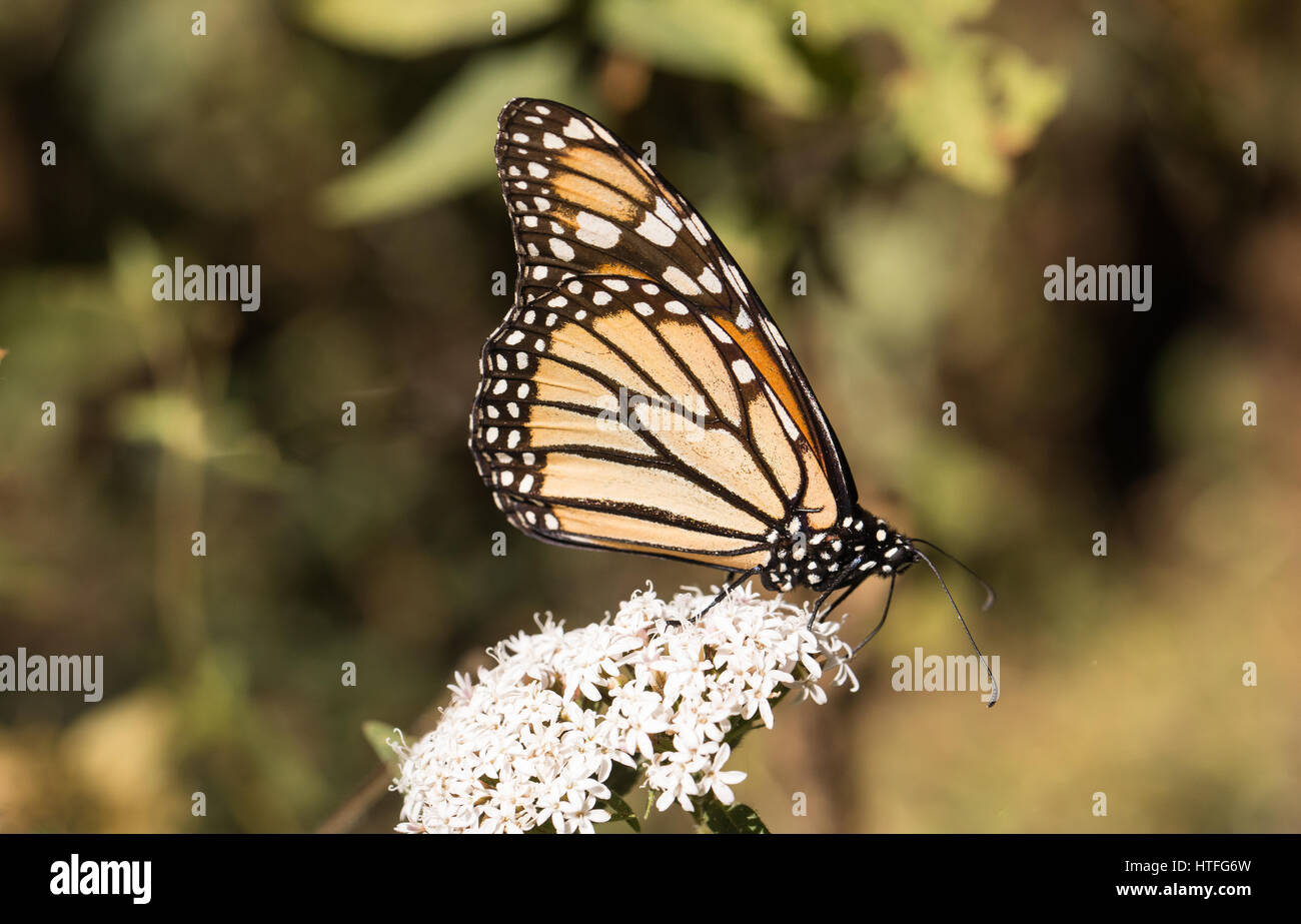 Monarch Butterfly Gathering Nectar on White Milkweed Flower Stock Photo ...