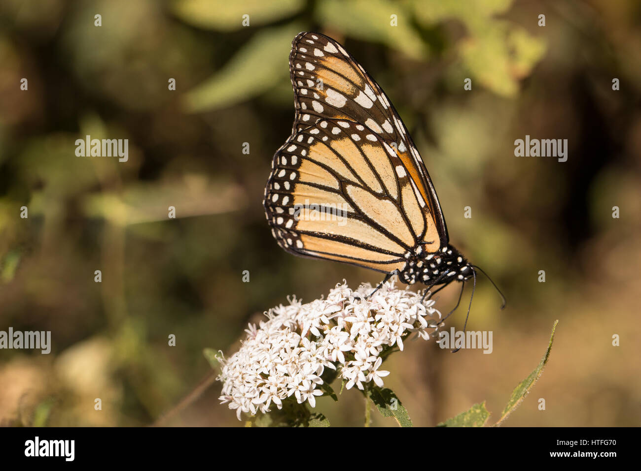 Monarch Butterfly Gathering Nectar on White Milkweed Flower Stock Photo ...