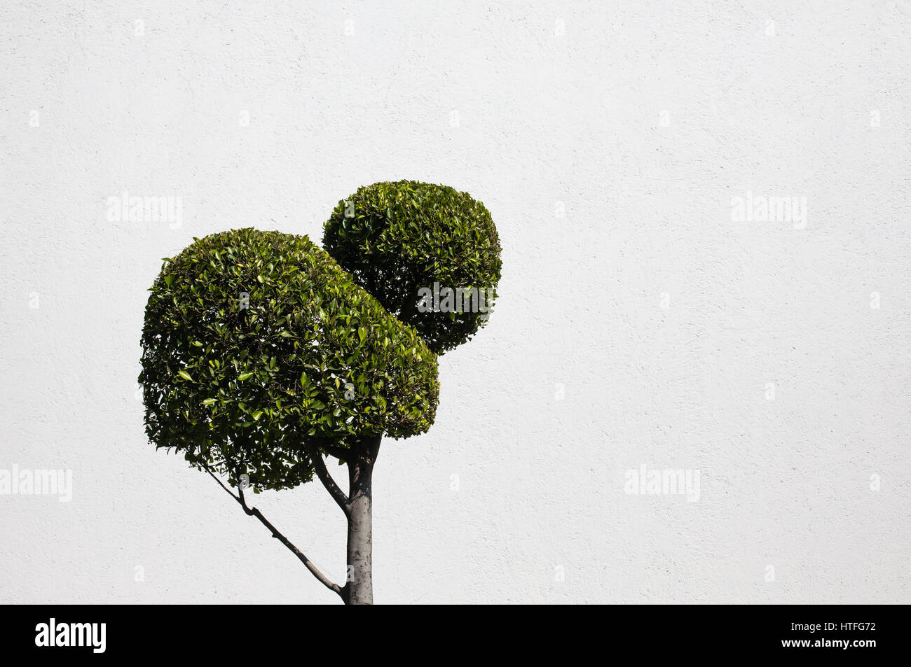 Ficus topiary hi-res stock photography and images - Alamy