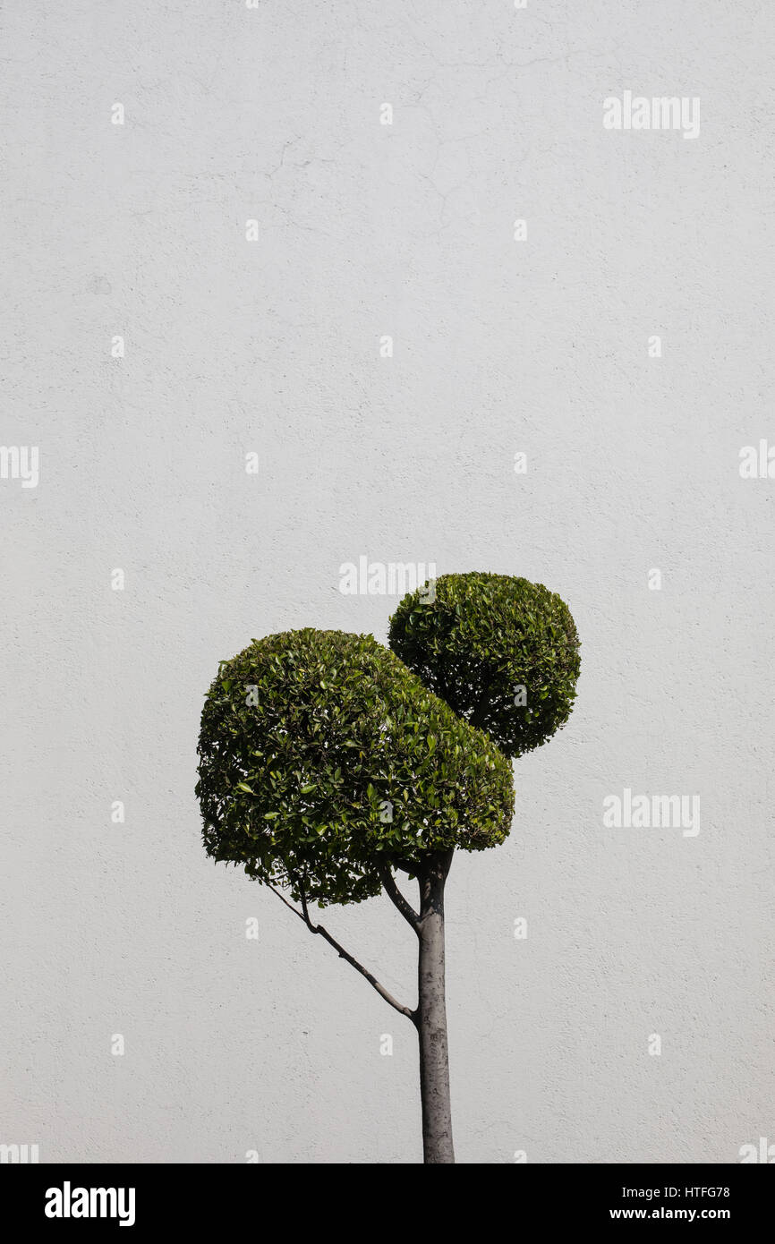 Ficus topiary hi-res stock photography and images - Alamy