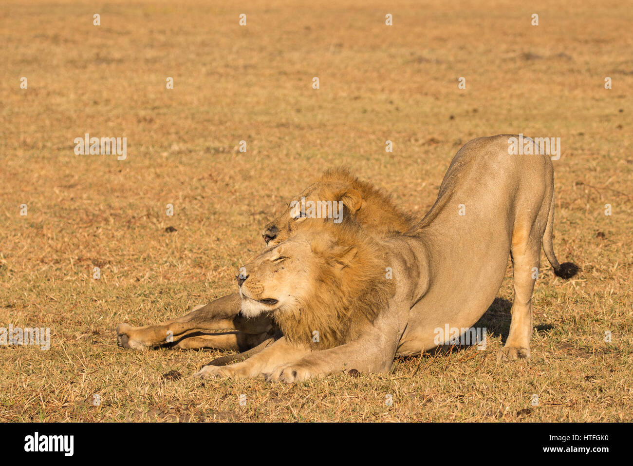 Young Adult Male Lion Stretching Stock Photo - Alamy