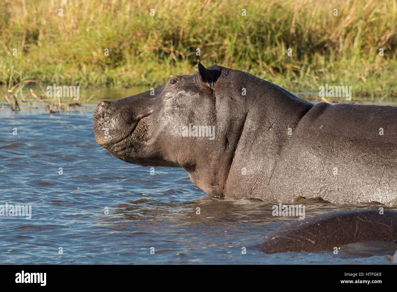 Profile of Smiling Hippo in Water Stock Photo - Alamy