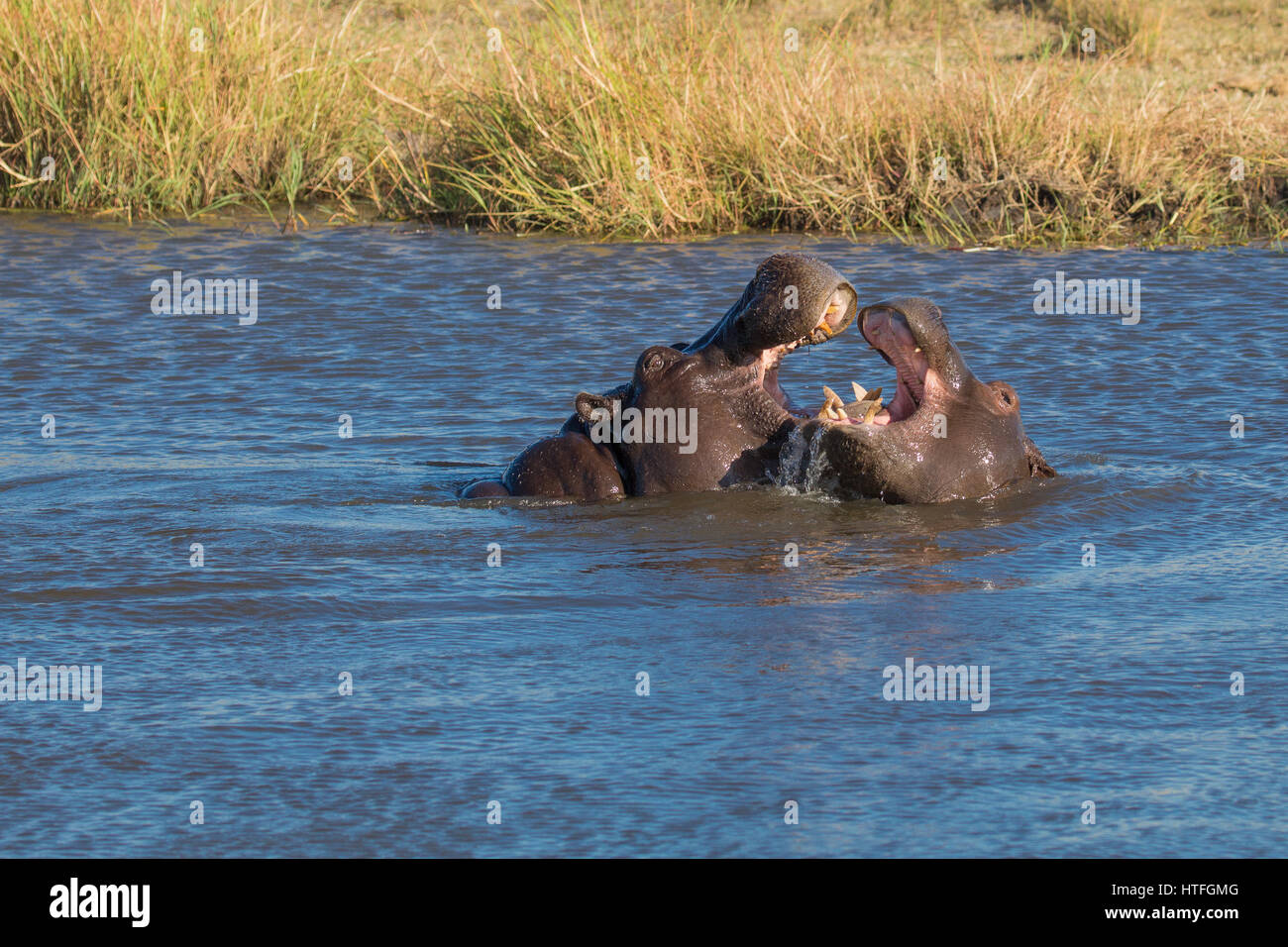 Hippo in profile hi-res stock photography and images - Alamy