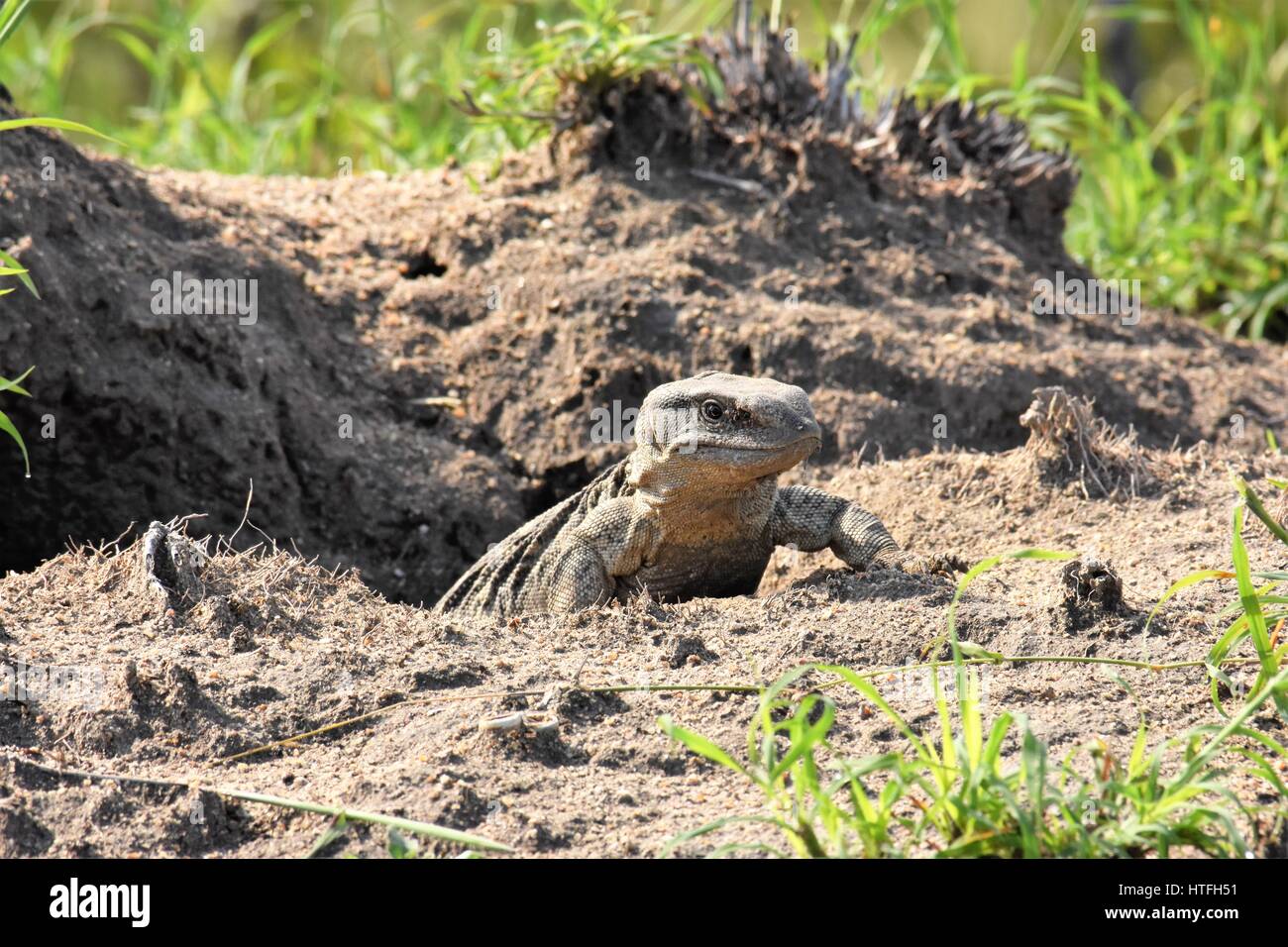 Monitor lizard emerging hole Stock Photo - Alamy