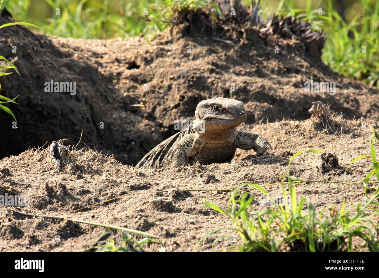 Lizard wildlife zimbabwe hi-res stock photography and images - Alamy