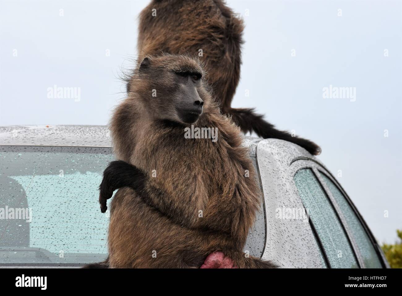 Baboon troop tree hi-res stock photography and images - Alamy