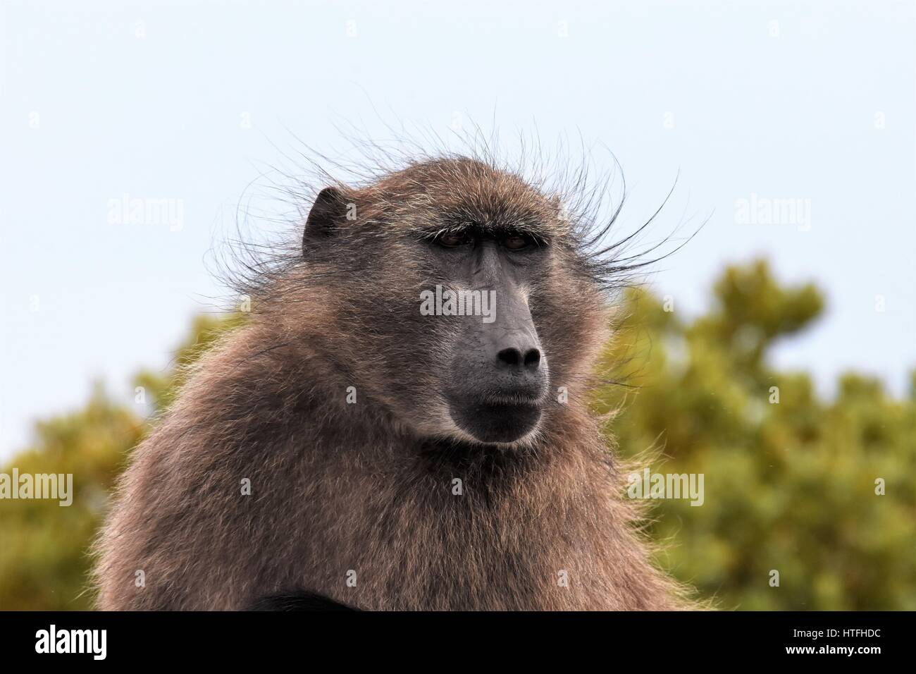 Strong baboon hi-res stock photography and images - Alamy