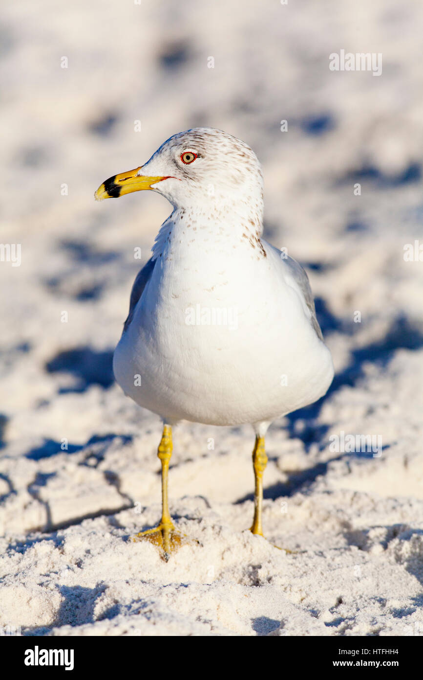 Seagull standing on a beach Stock Photo - Alamy