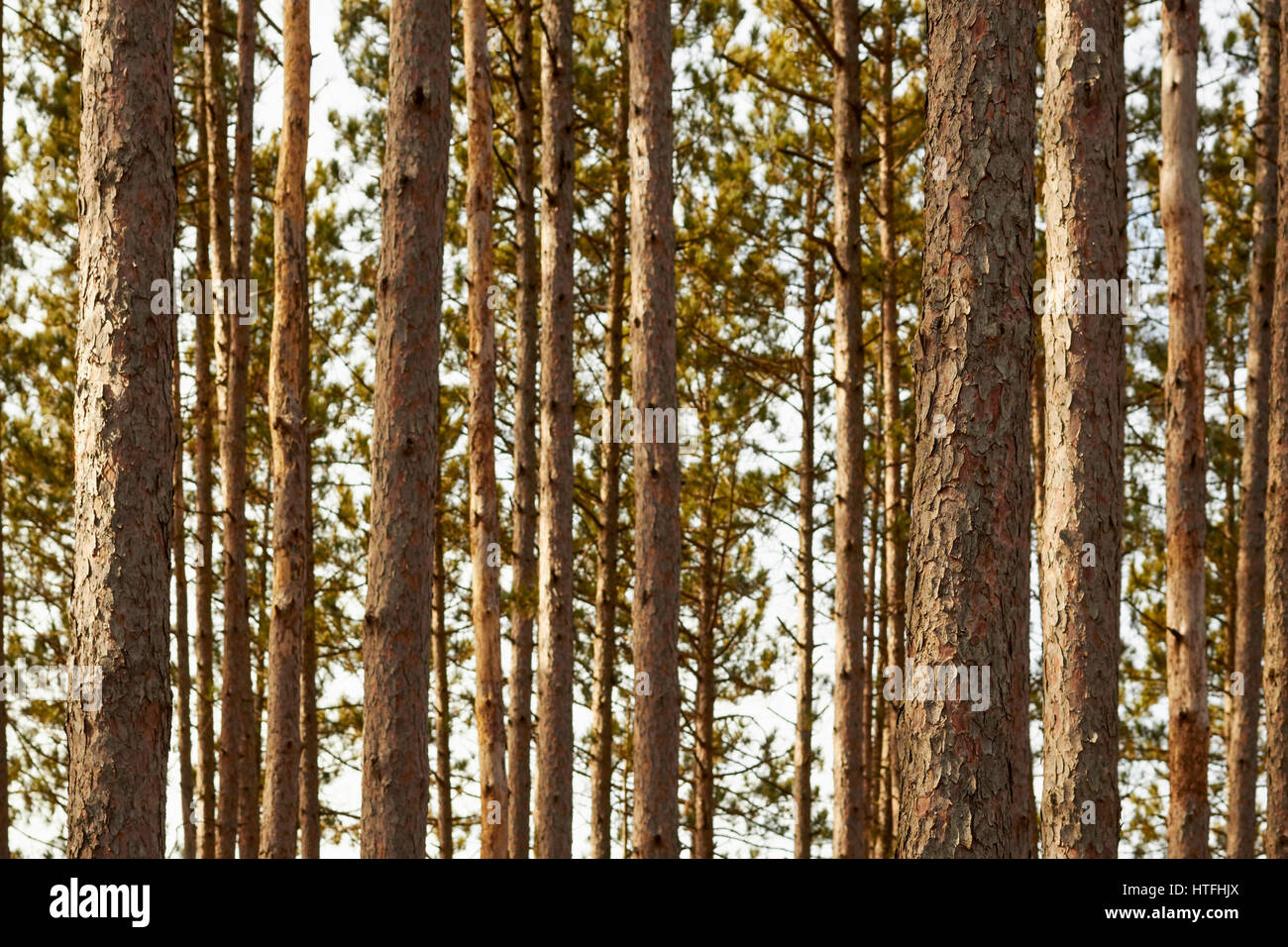 Pure pine forest hi-res stock photography and images - Alamy