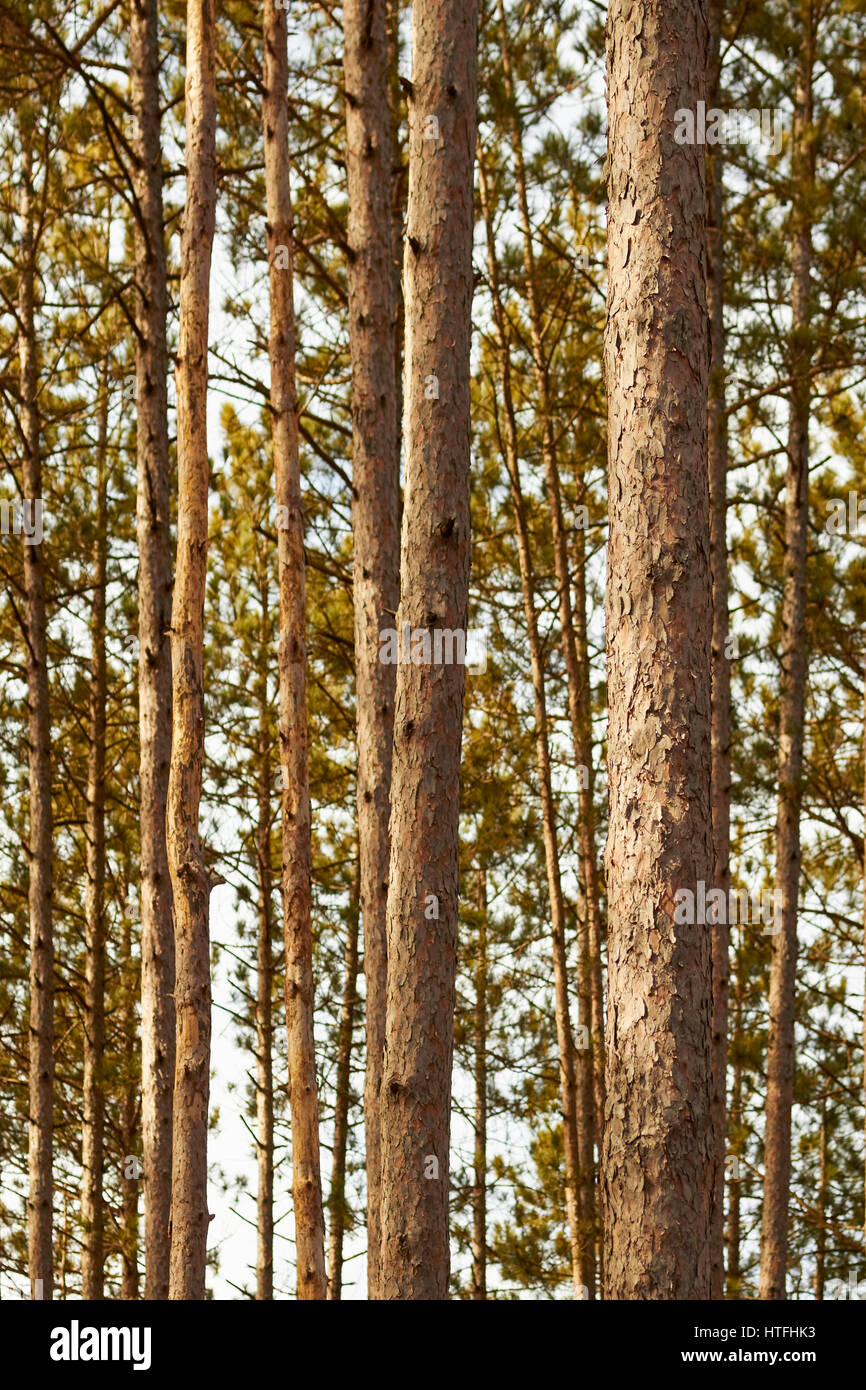 Pure pine forest hi-res stock photography and images - Alamy