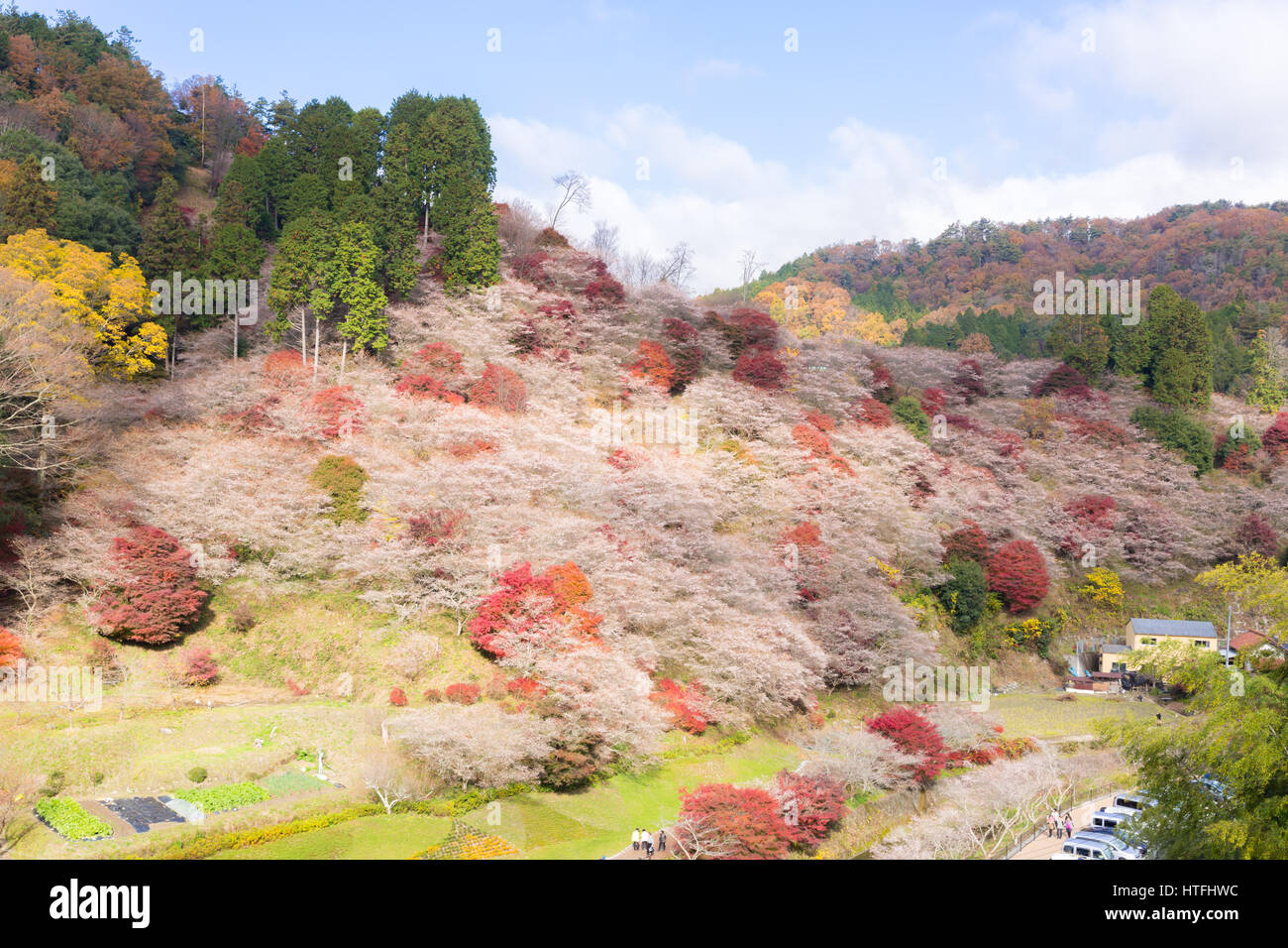 Nagoya, Obara. Autumn Landscape with sakura blossom. kind of sakura ...
