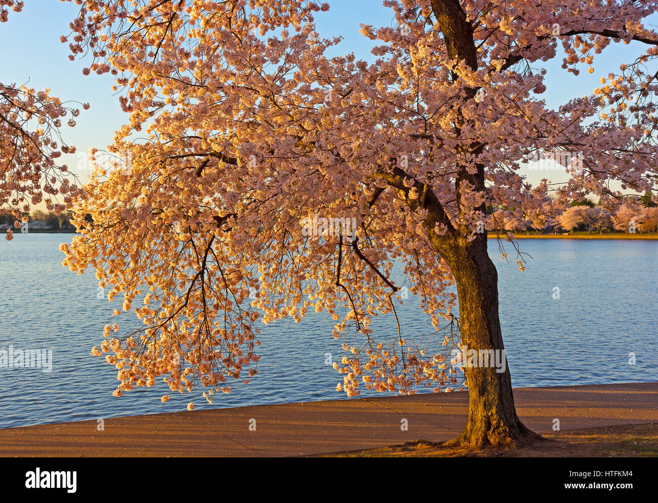 Mature cherry tree with flower near the water of Tidal Basin in ...