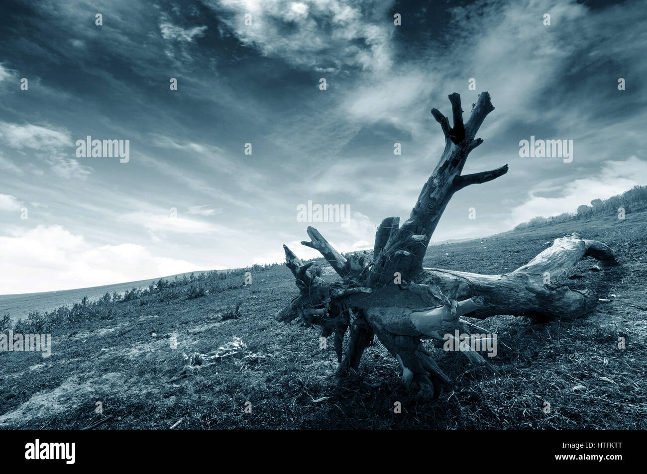 Deserted wasteland and dead trees Stock Photo - Alamy