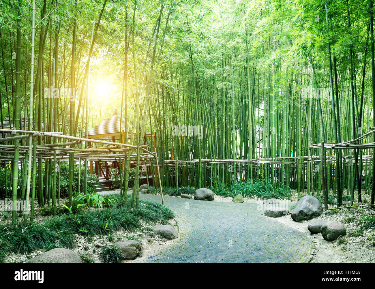 China's bamboo, grows in southern China Stock Photo - Alamy